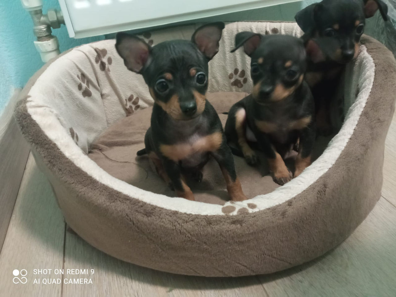 Căței Toy Terier mini 200€