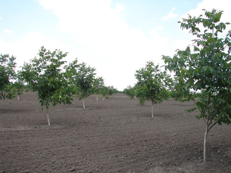 Livada de nuci 100 hectare