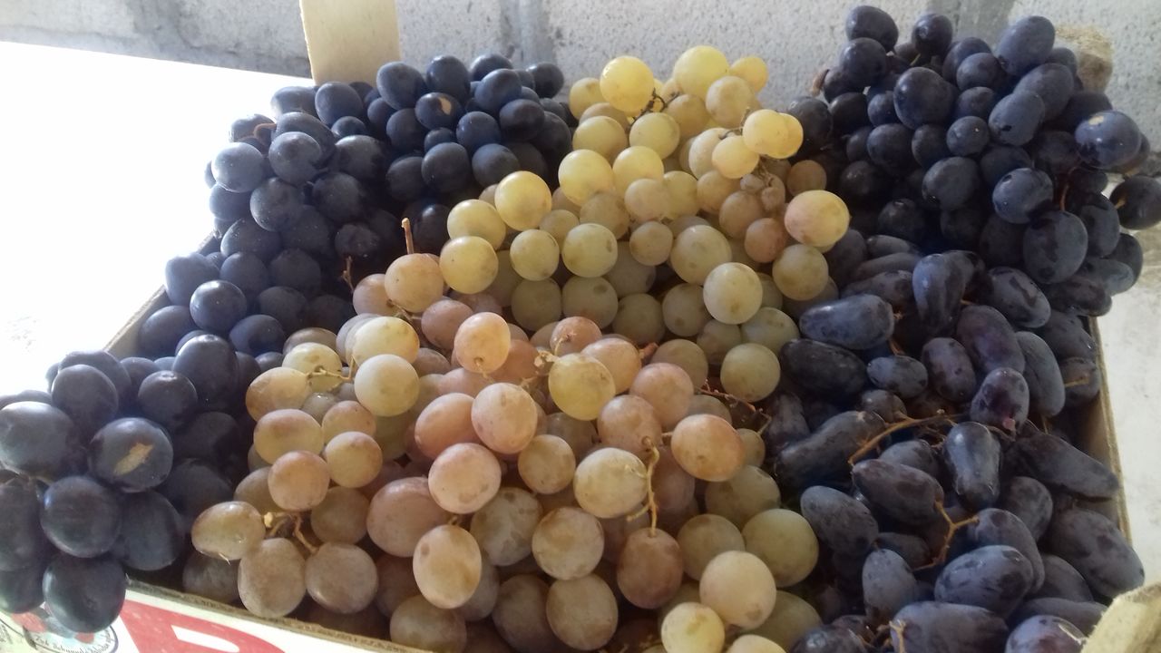 Struguri Moldova.Suruceni.Negrulea