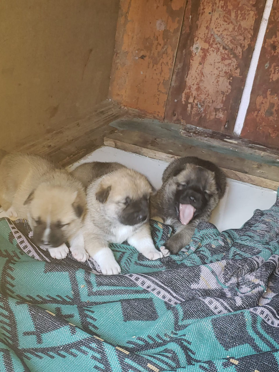 Vind catei achita americana