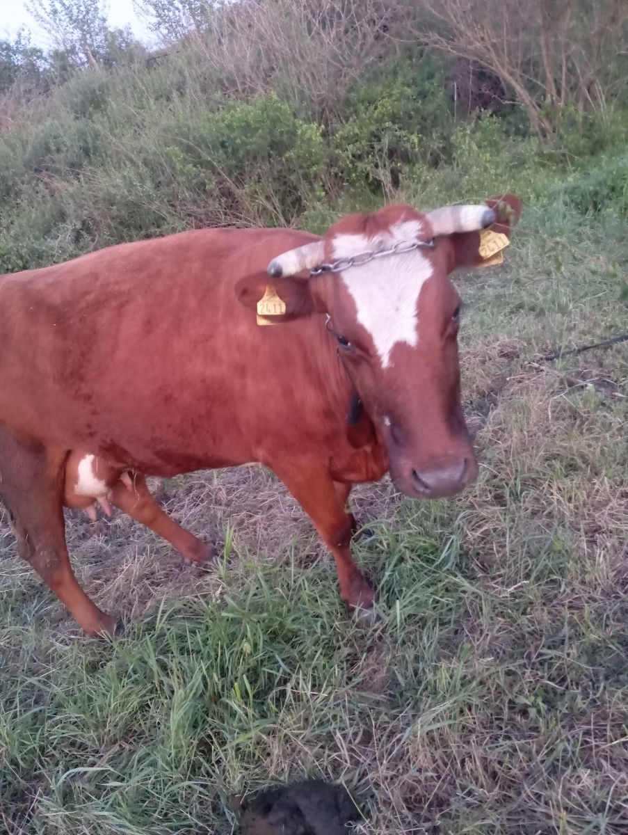 Se vinde vaca buna de lapte cu vițel