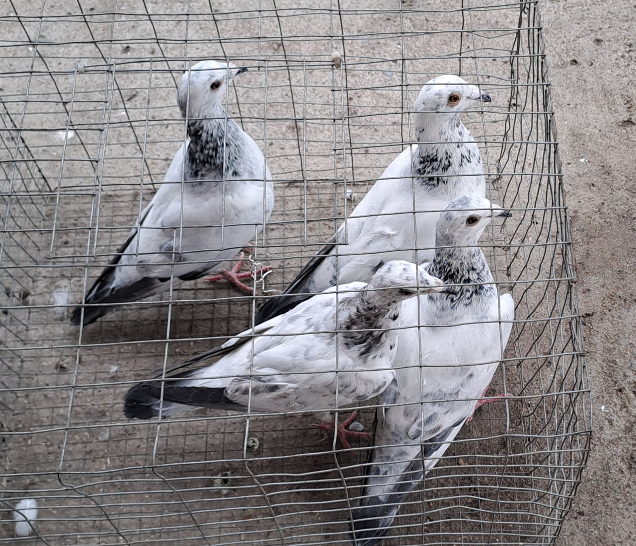 Porumbei Voiajori