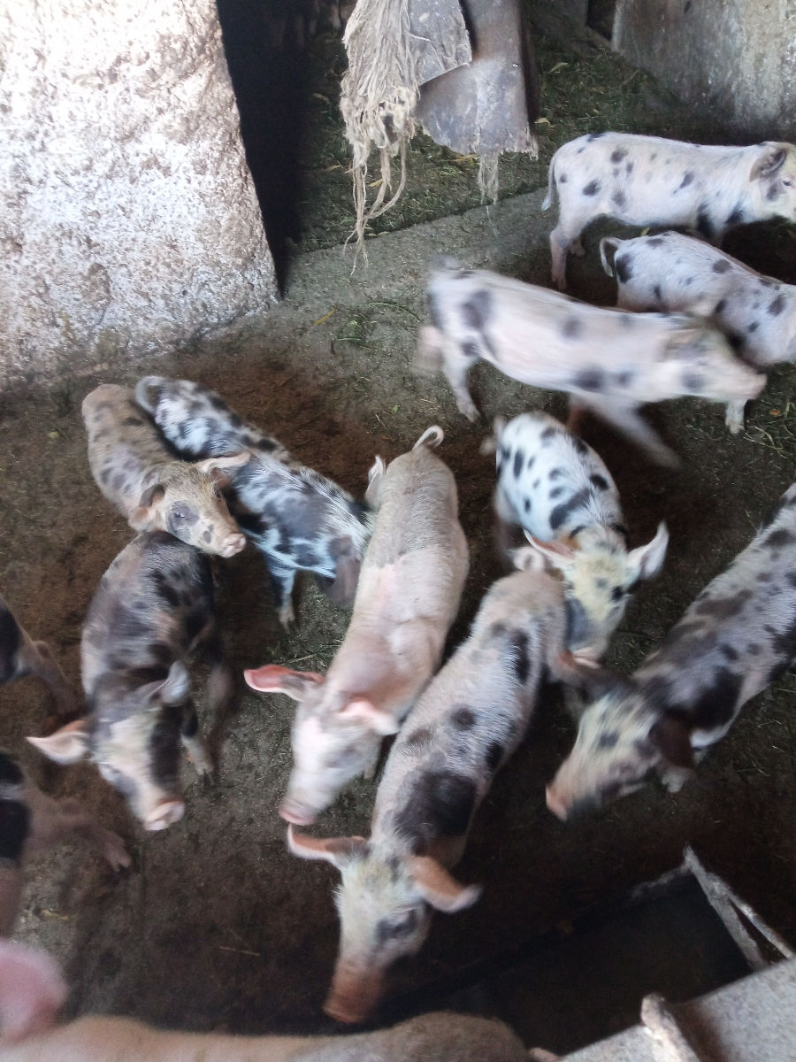 Vînd purcei mici frumoşi