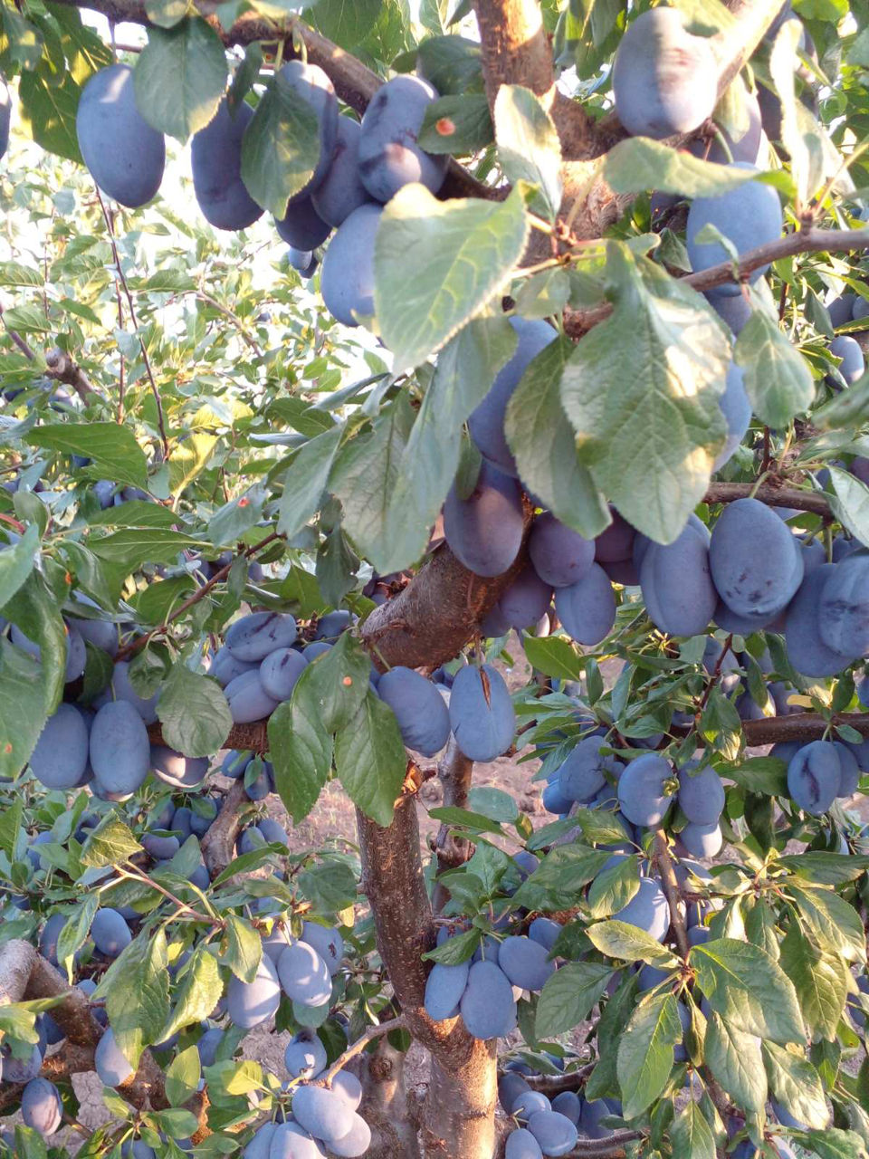 Cumpăr prune la uscat