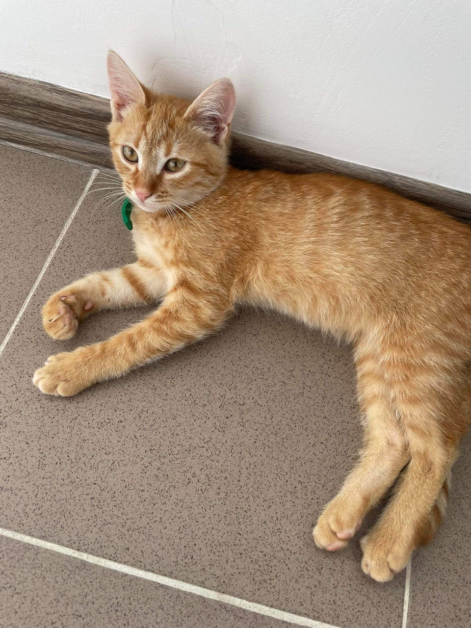 Pisici spre adopție