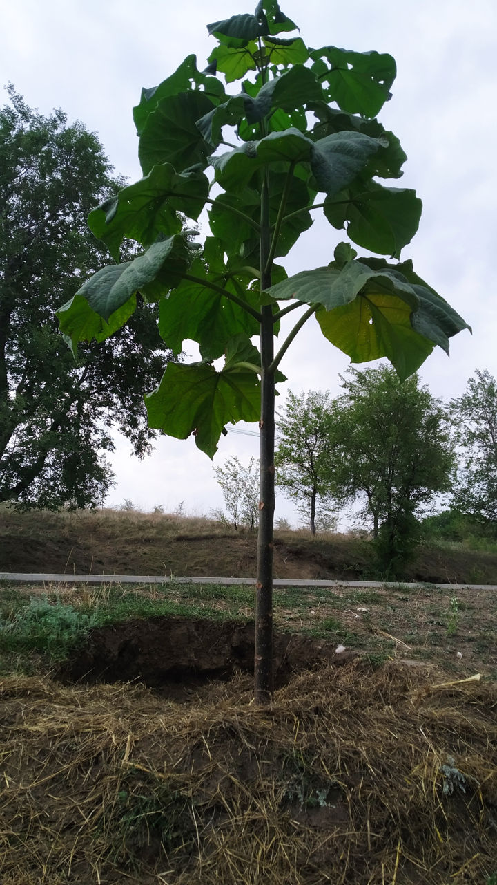 Paulownia павловния - самое быстрорастущее дерево