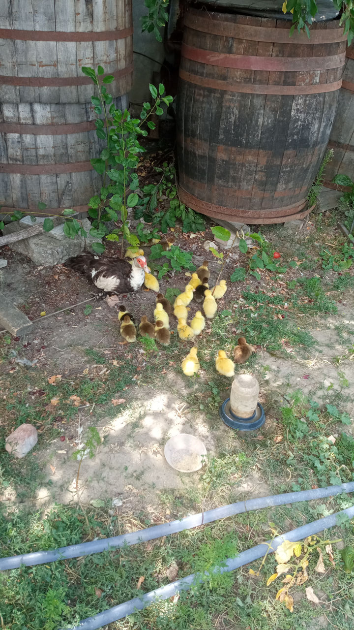 vindem rățuște mute urgent!