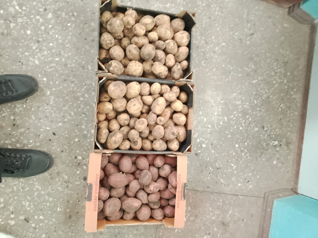 Cartofi pentru seminte Agata si Reviera!!!