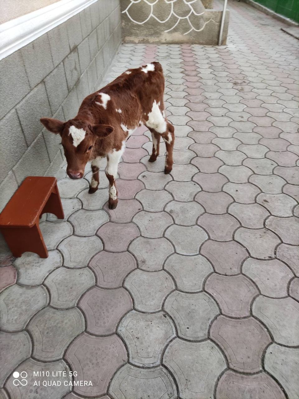 se vinde vitica de 15 zile din vaca buna.