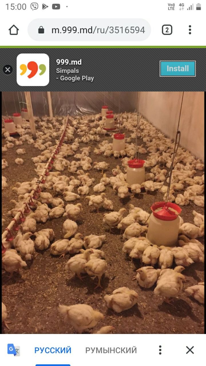 Pui broiler 900-1000gr