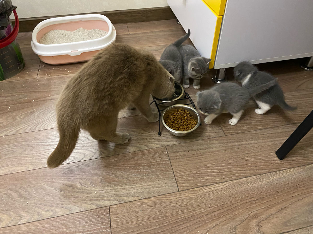 Vând motănași Scotish Fold