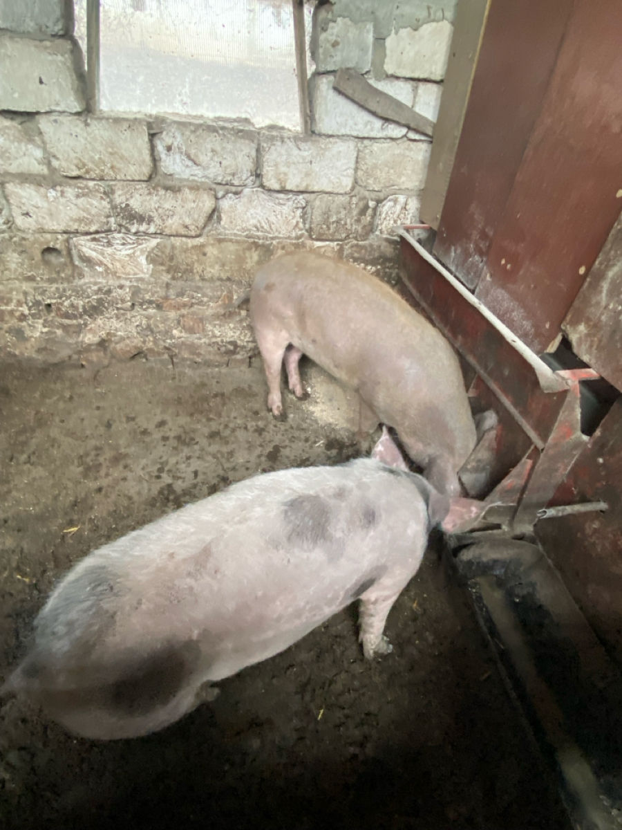 Vind porci de 80-110kg.