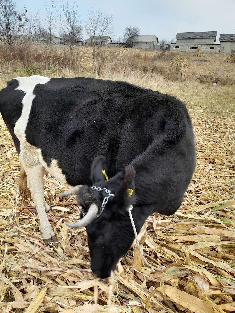 Vind doua vaci bune de lapte foarte blinde Trebue sa fete in decembrie.