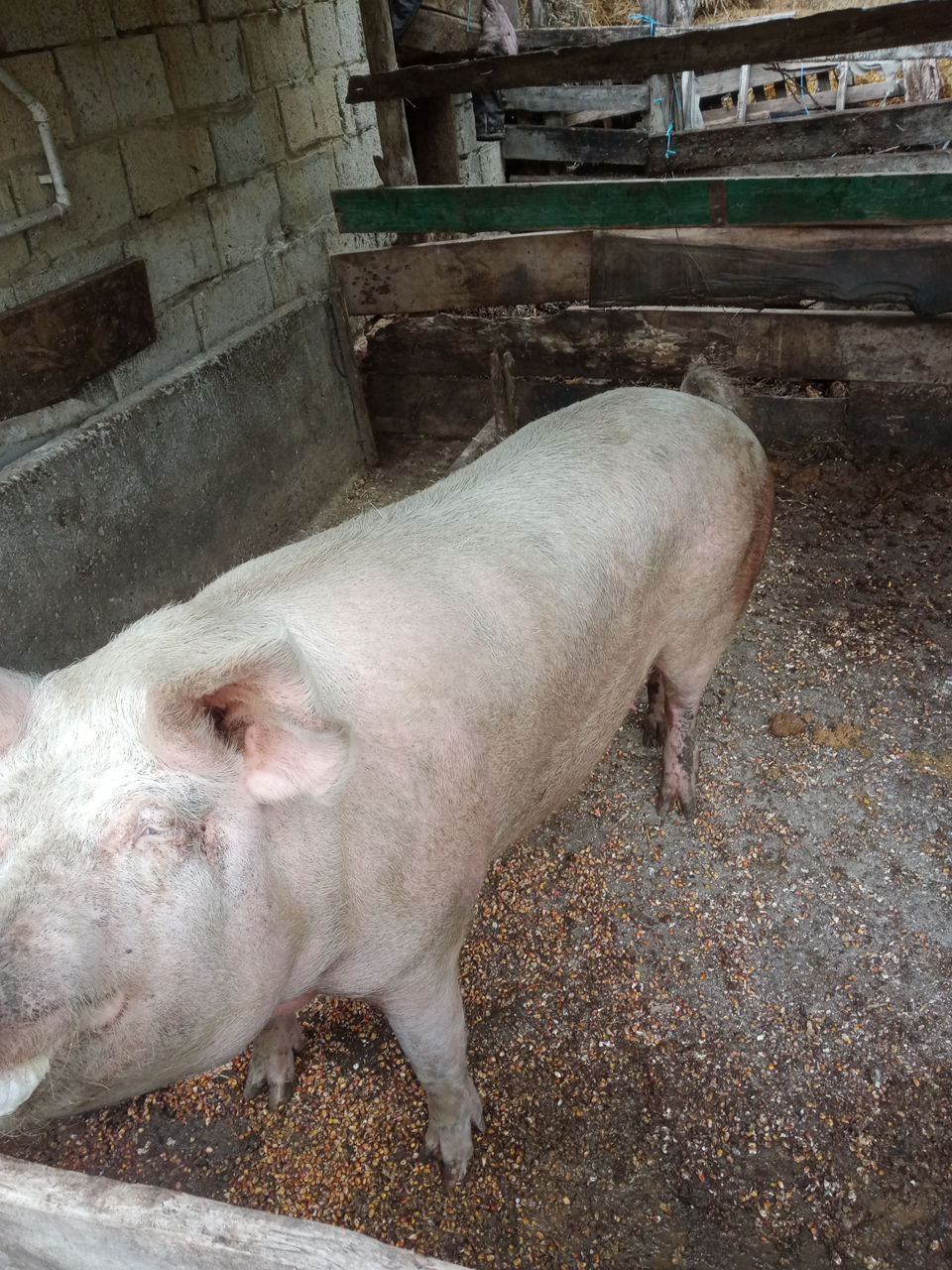 Vînd porc 140/150 kg