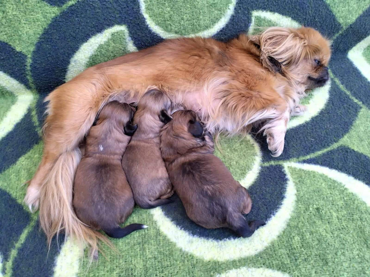 Vând pekinez imperial