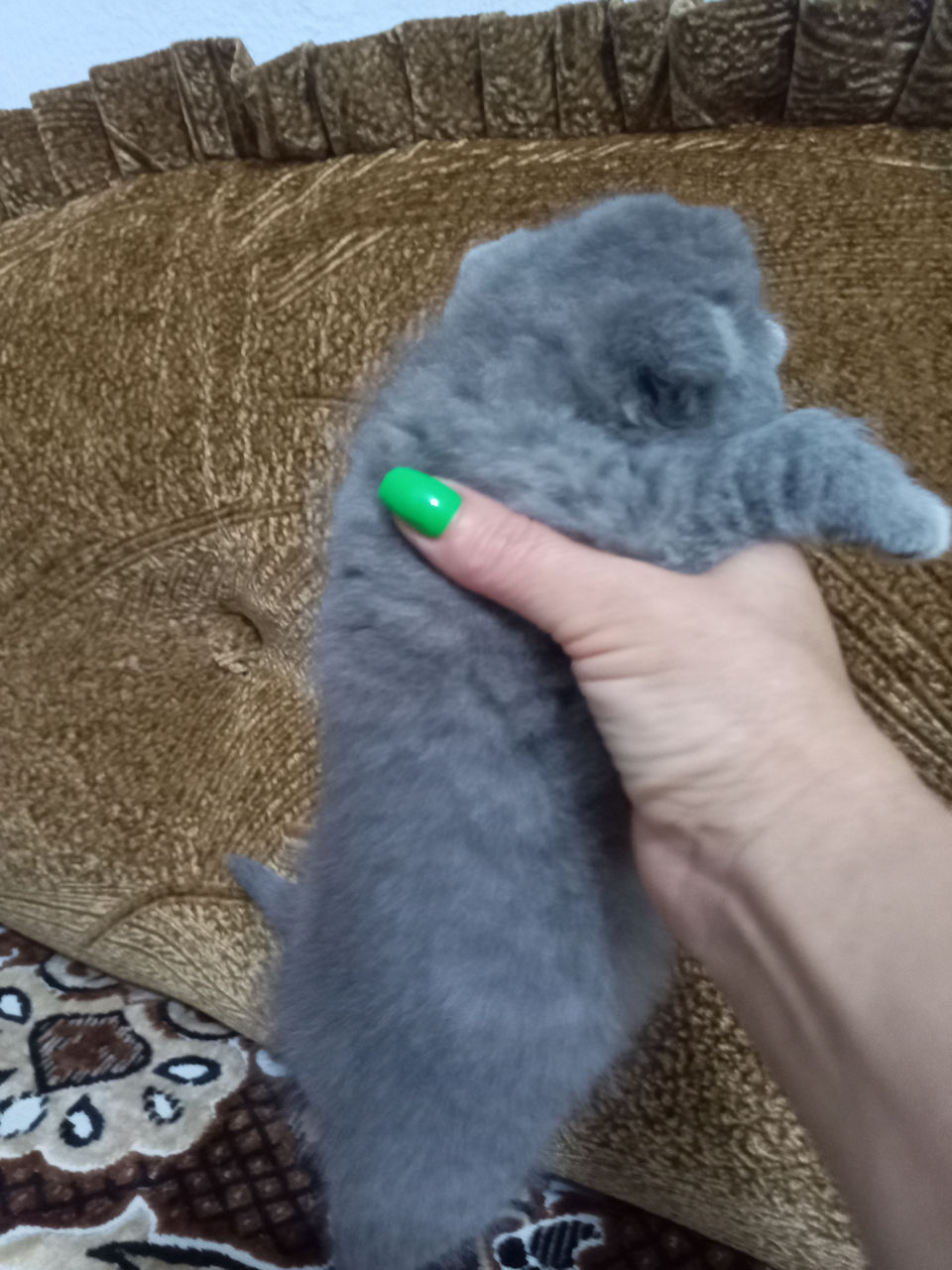 Продам шикарный вислоухий котик