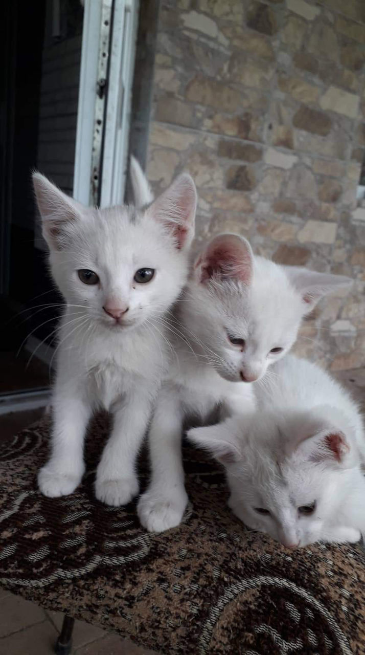 Pisici albe si pufoase