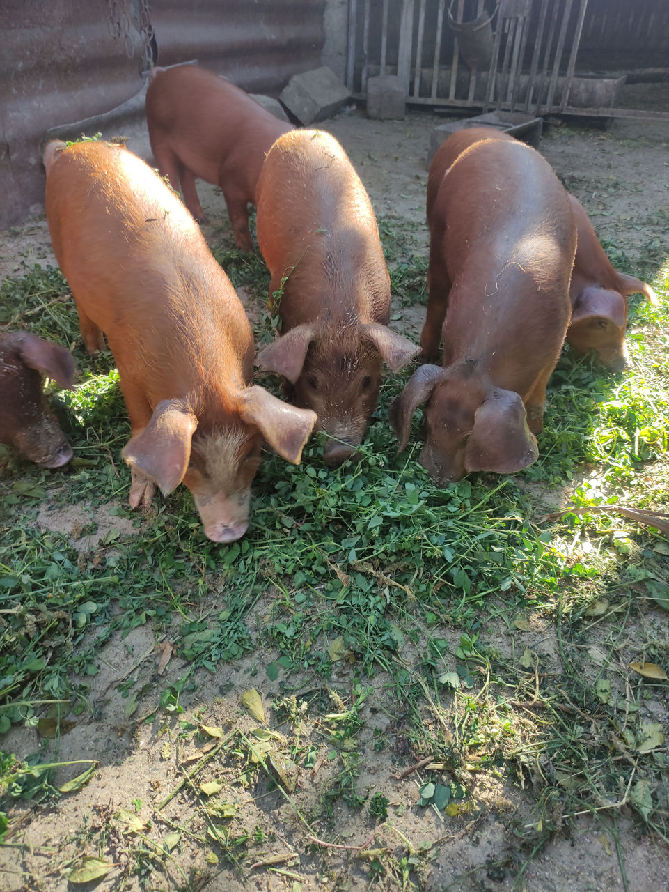 Se vind purcei de carne rasa durok