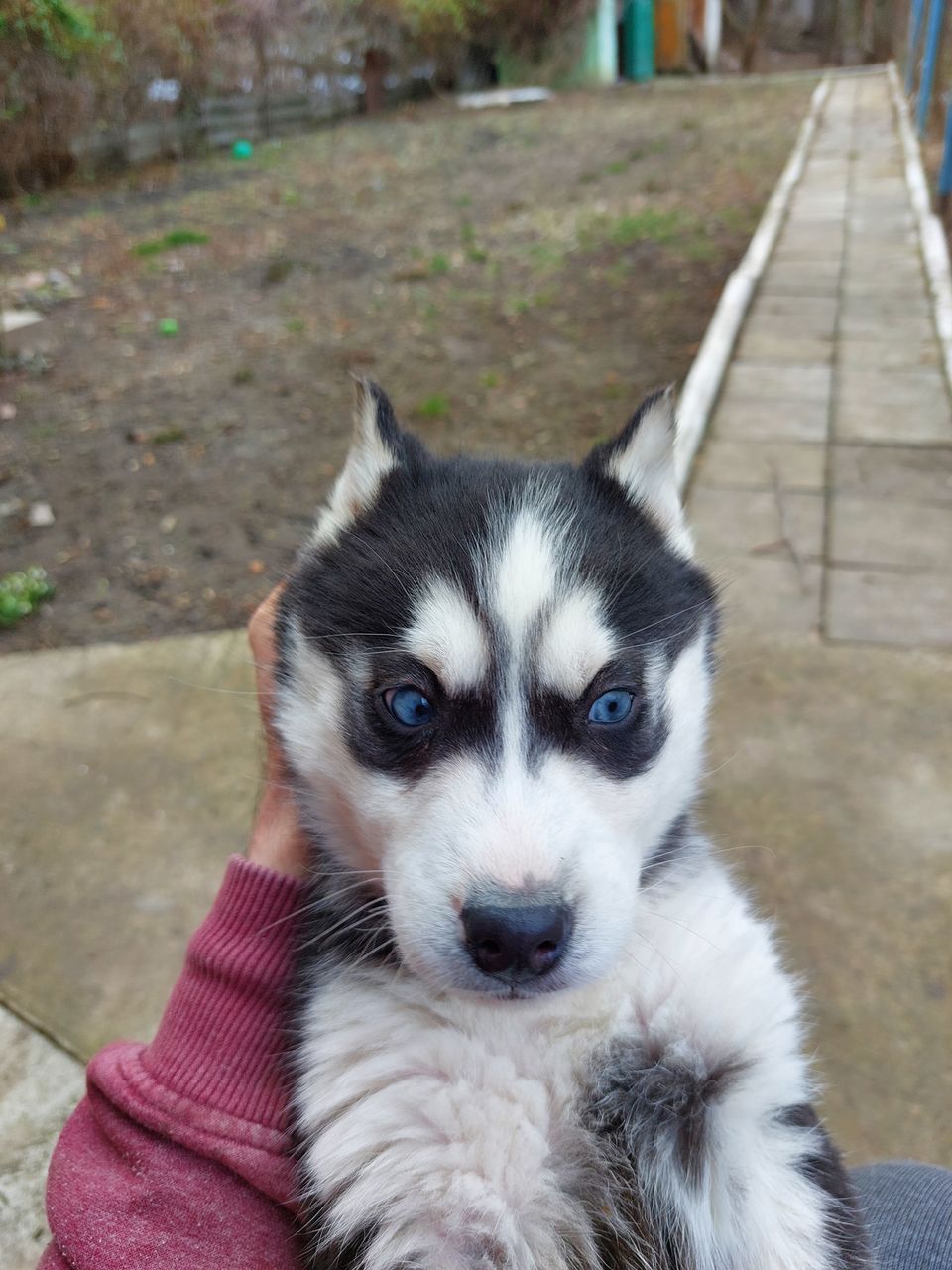 Vind Cînişori Haski