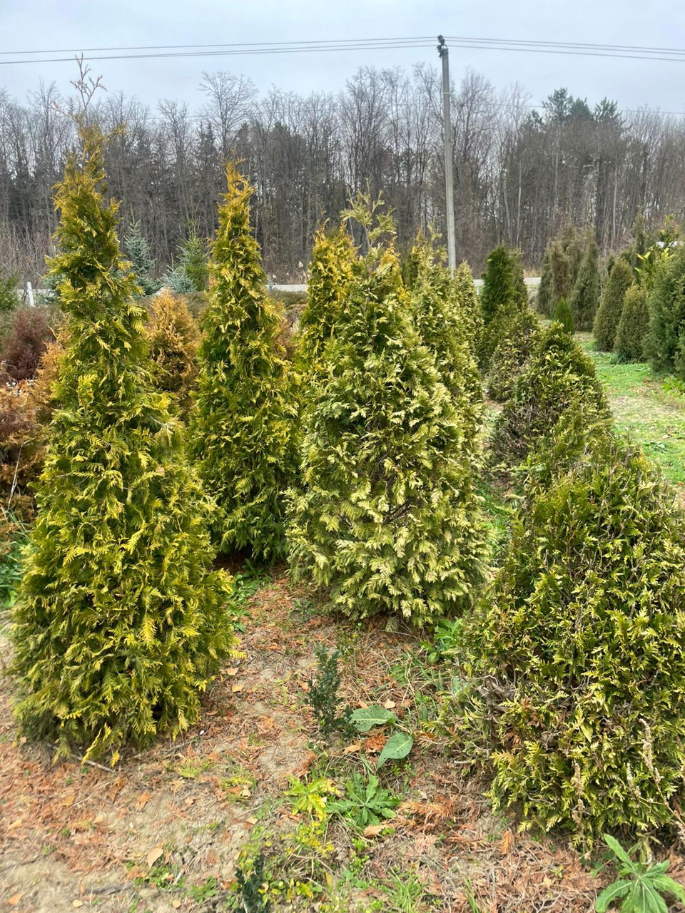Arbori decorativi crescuti in Moldova la 10 km de la Chisinau.Thuja ...