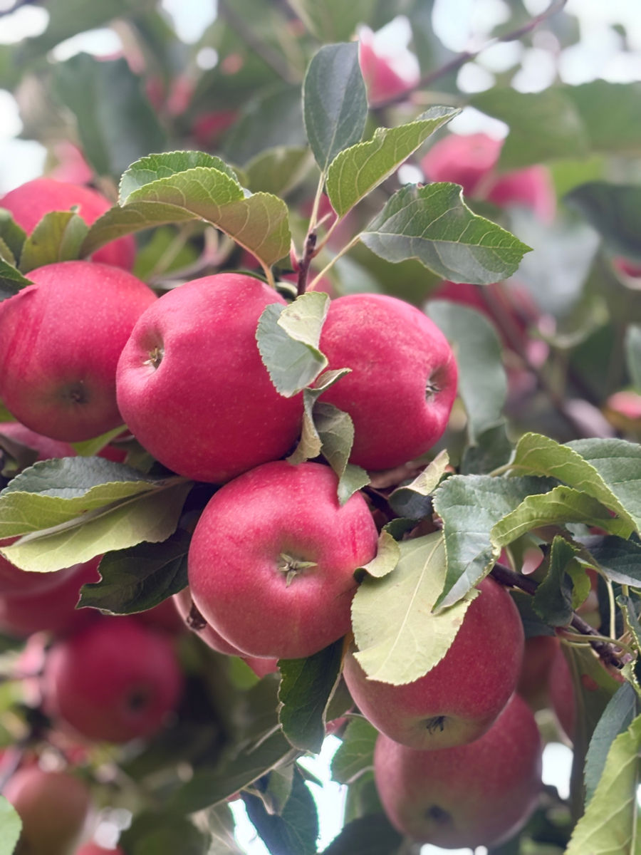 Mere Golden , Red Velox calibru 60+