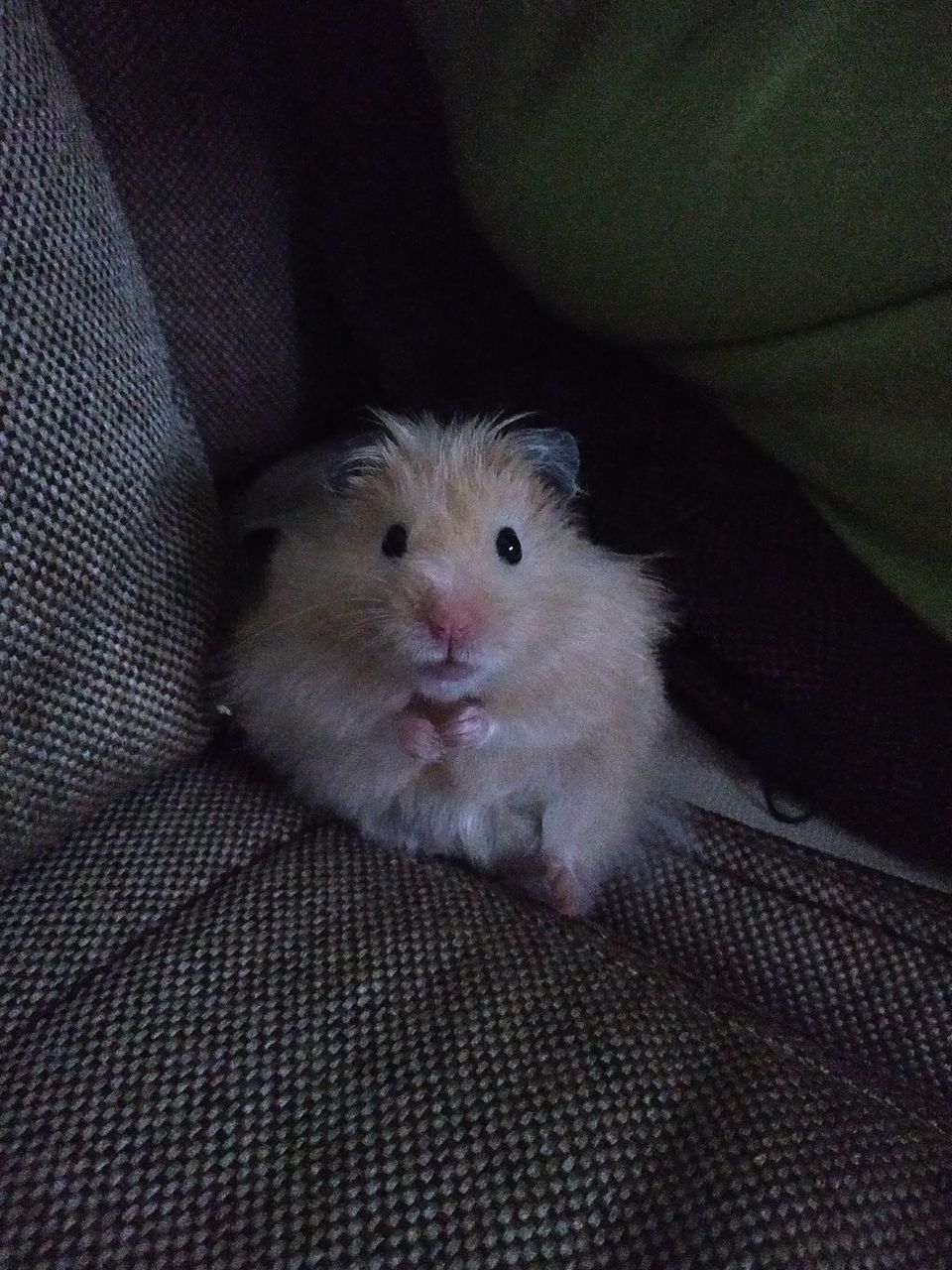 Сирийские хомяки