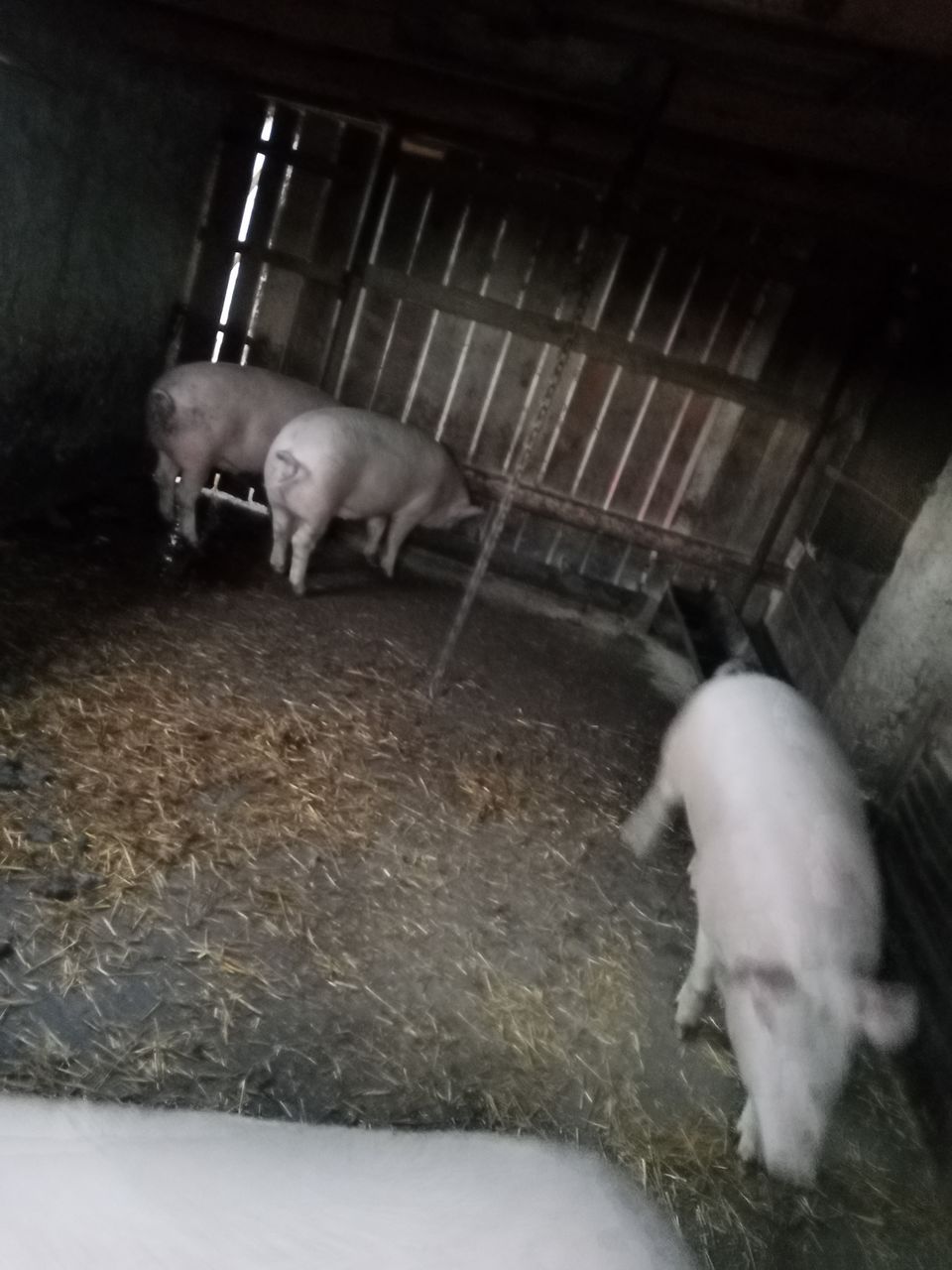 Porci de casa de 100 kg