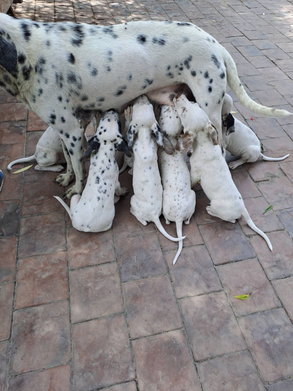 Catei Dalmatian 800 lei