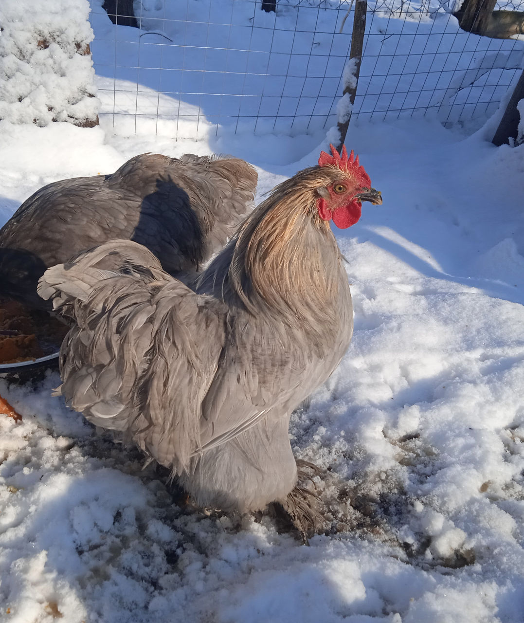 Cocoș și Găină cochinchin pitic (pereche)