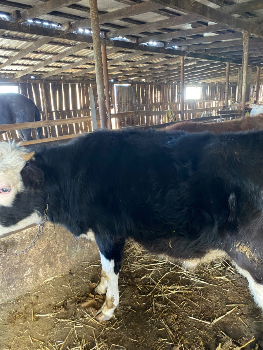 Vind 4 buhai la crestere