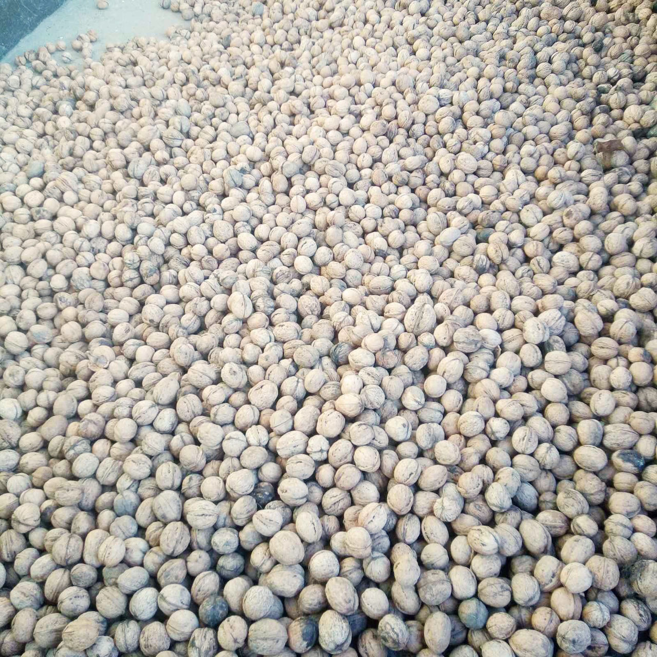 Продам орех садовый.