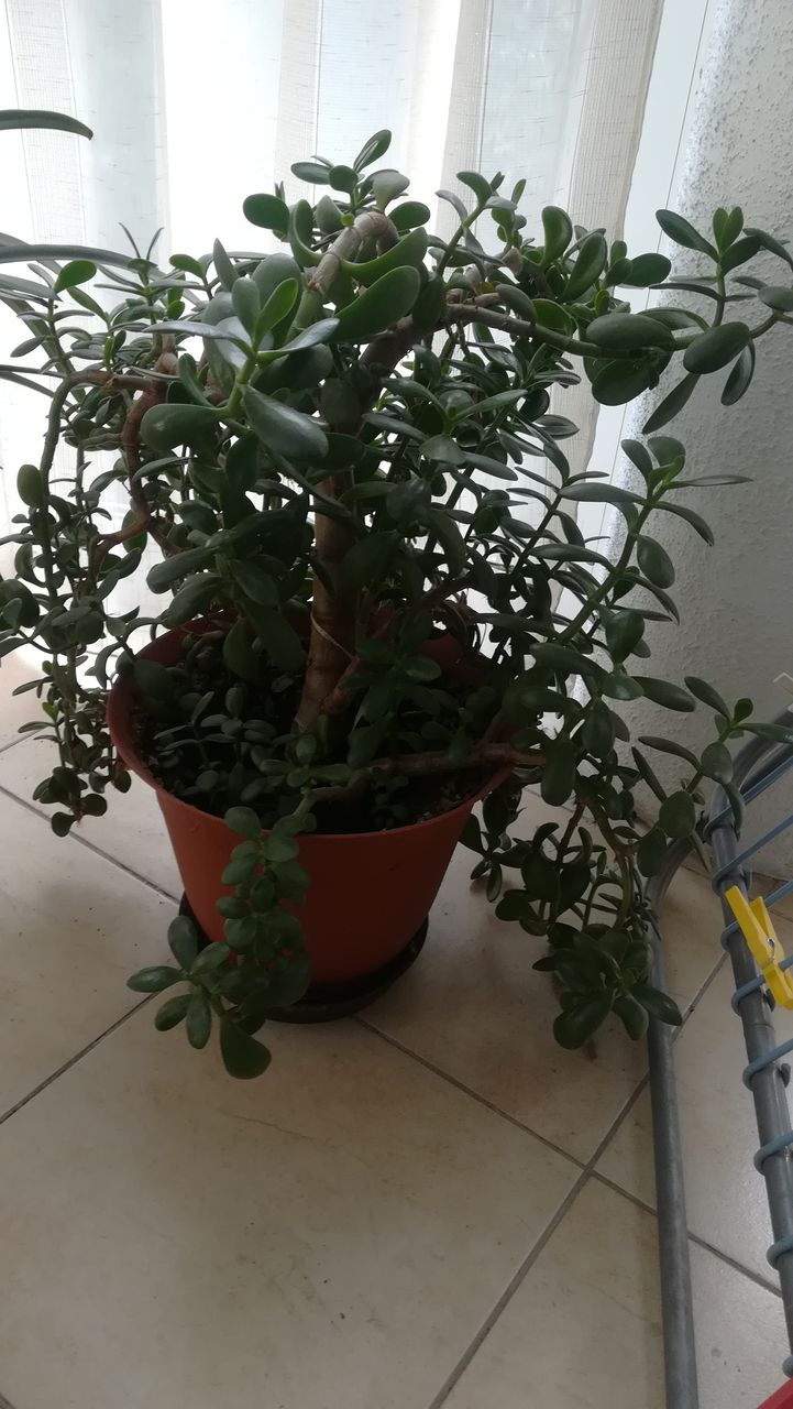 Продаю фикус и денежное дерево