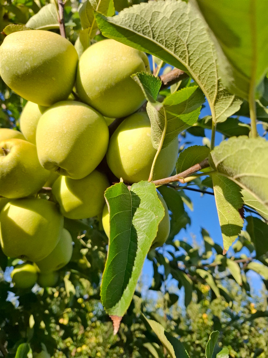 Mere Aidaret ,Golden.