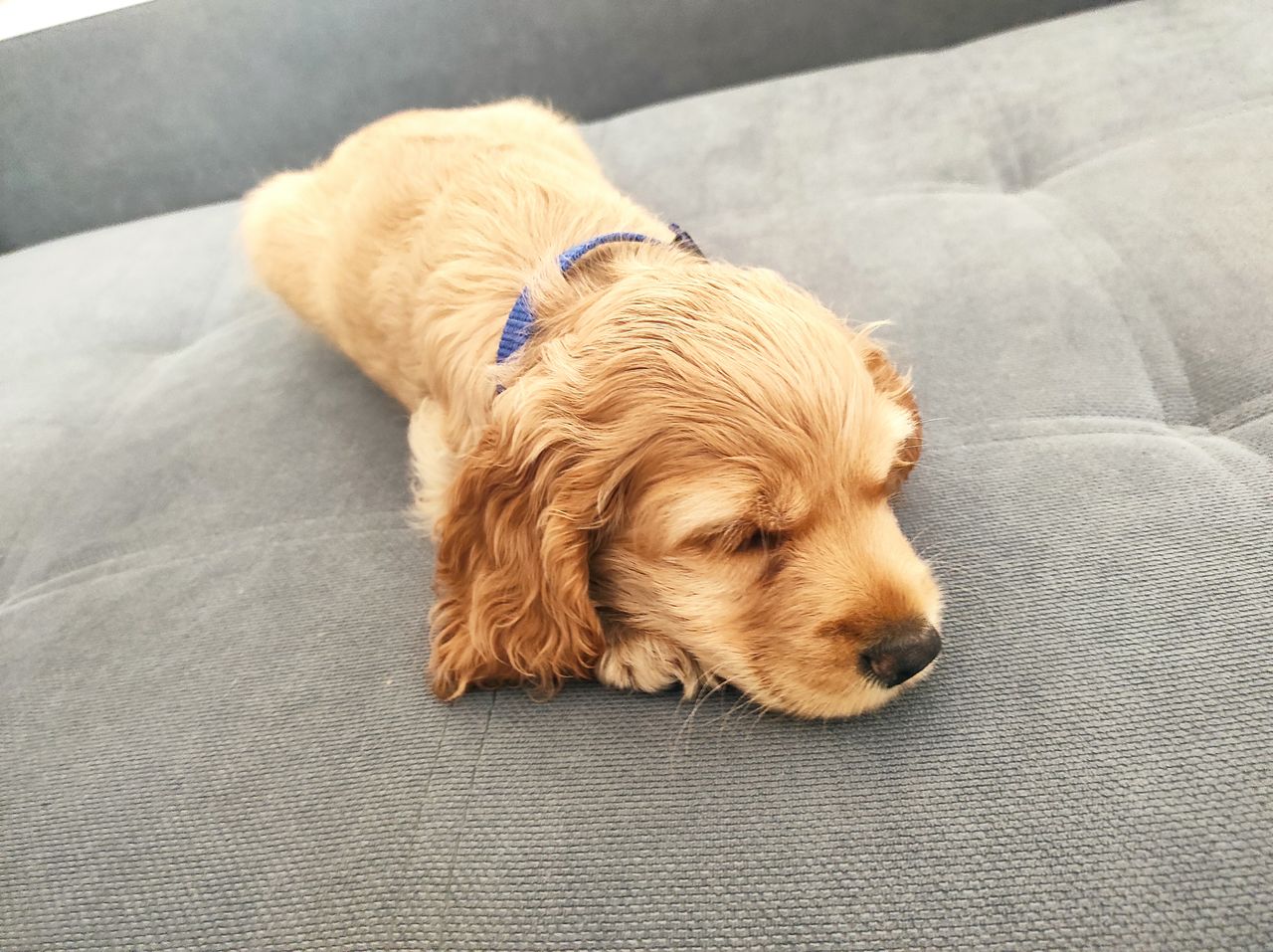 Cocker spaniel (englez)