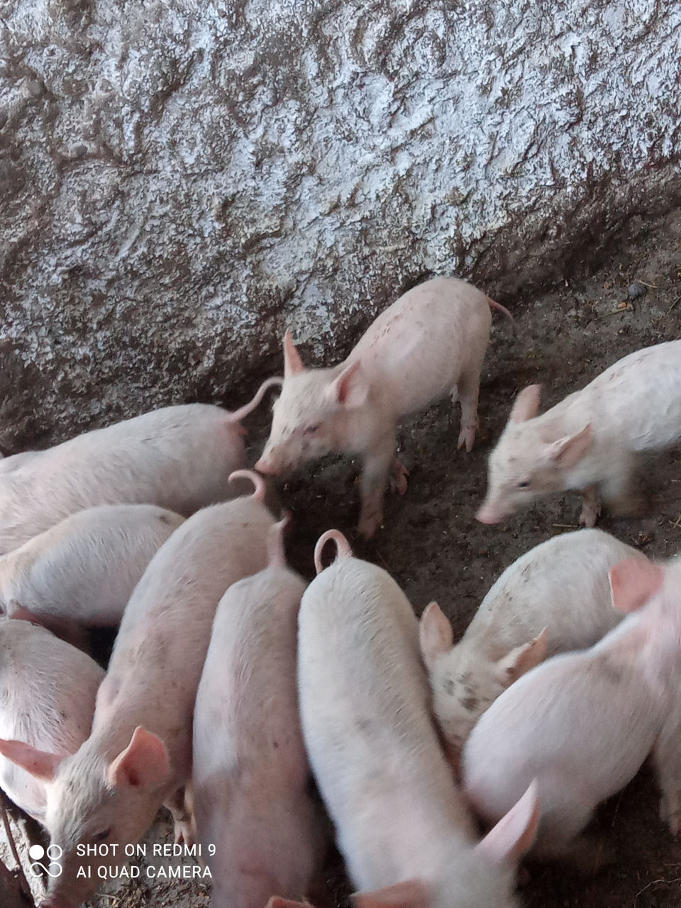 Vînd purcei mici frumoşi tinerei 10 bucăţi