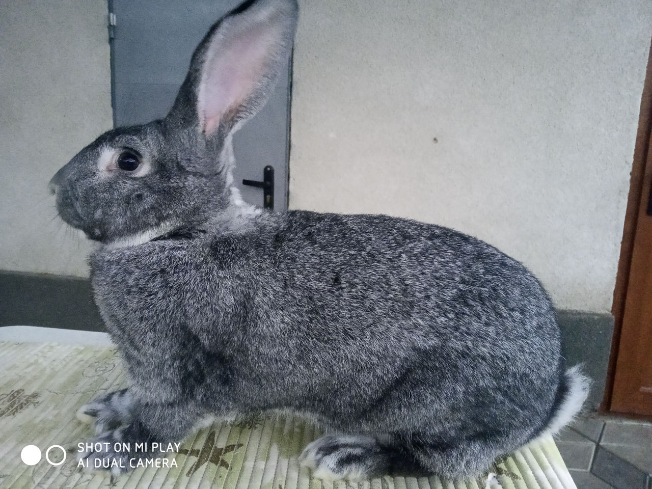 Mascul chinchilla sovietica