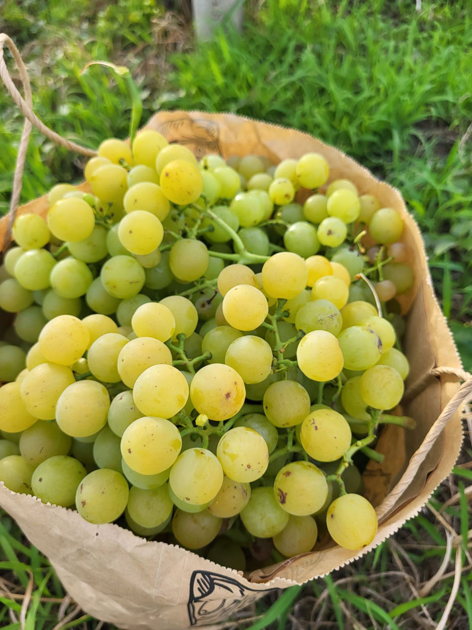 Poama muscat Eantarnii