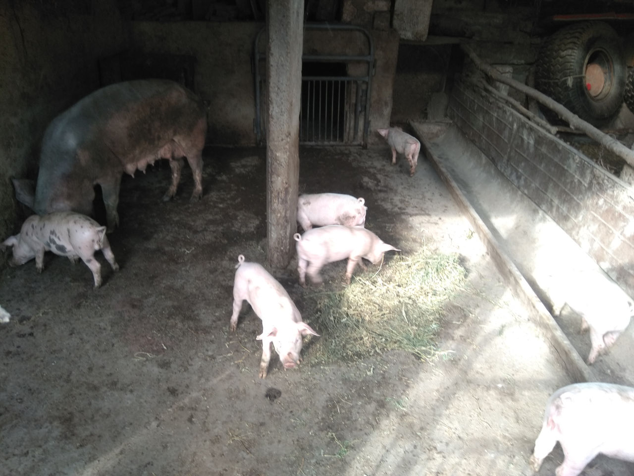 Purcei landras!! De carne