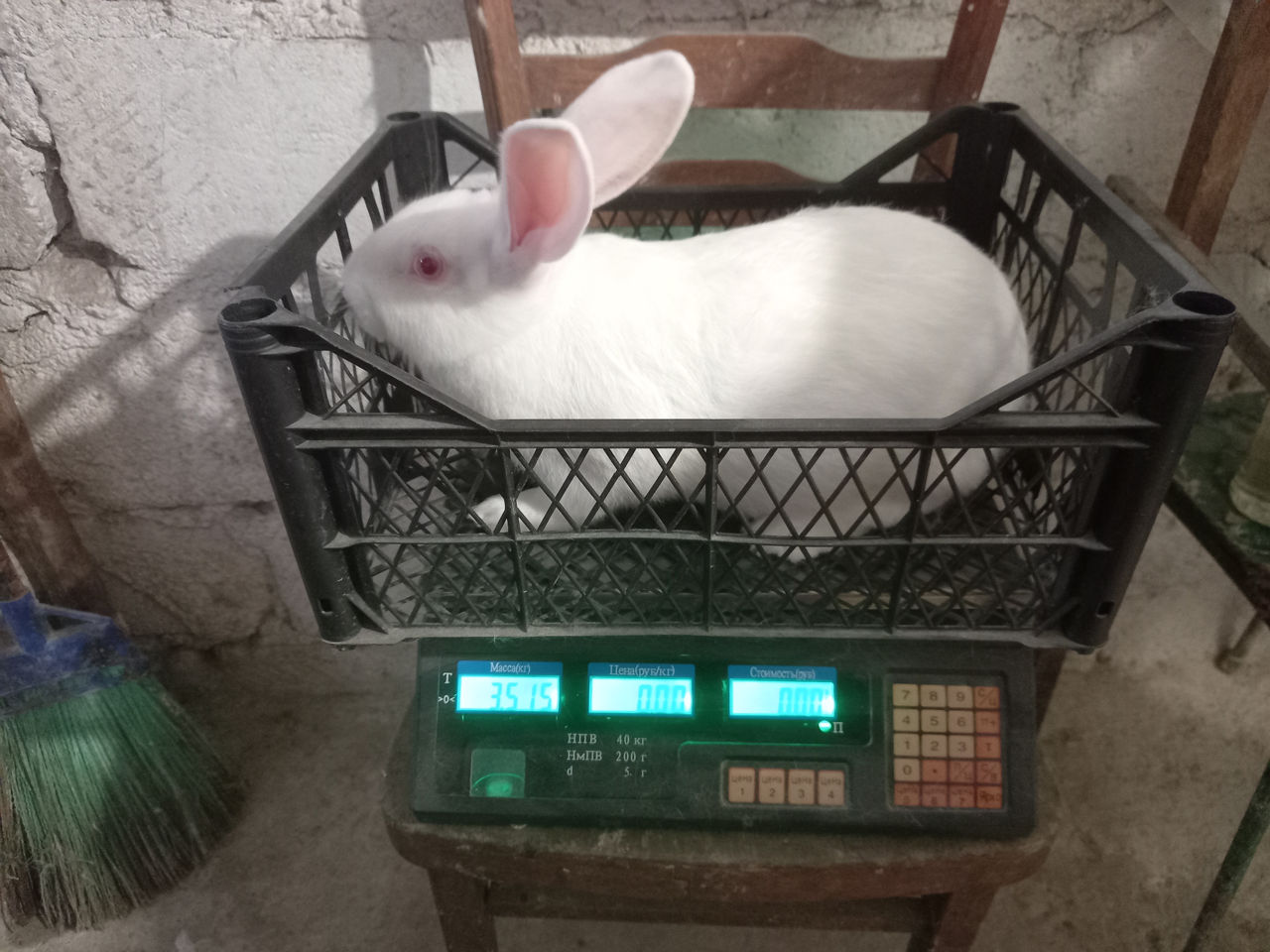 Iepurasi de vânzare rasă panon este o rasa ce creste foarte repede la 3 ...