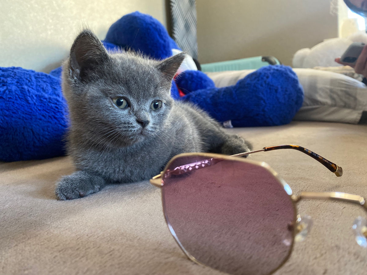 Vând puiuț de pisica rasa British Shorthair