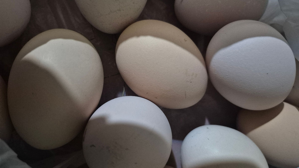 Oua de gaina de casă