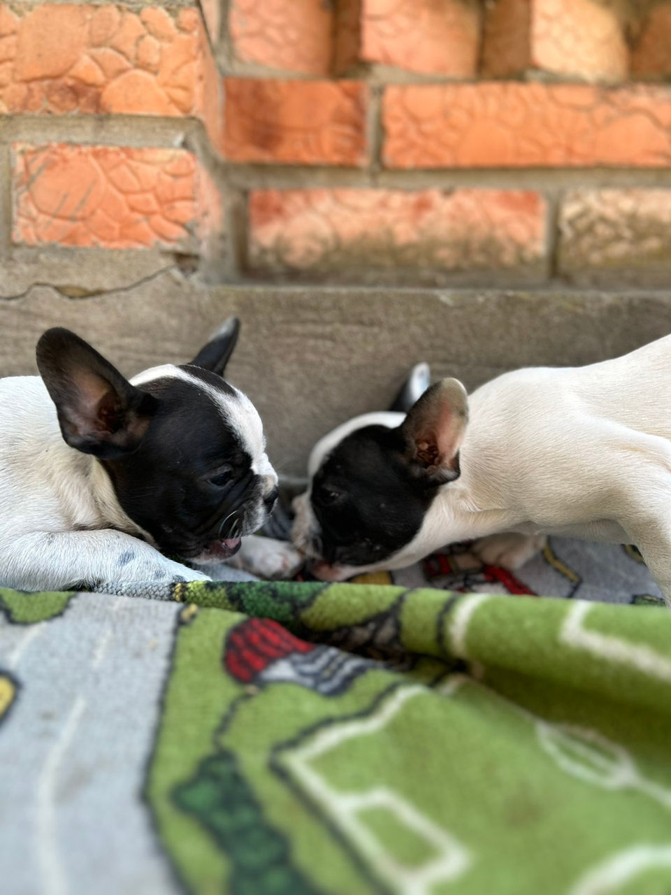 Se vind buldogi francezi