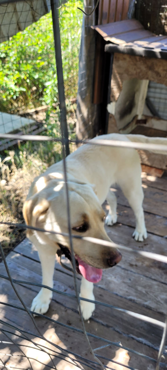 Vind Labrador Retriever Gold rasă pura cu acte si toate vaccinile.