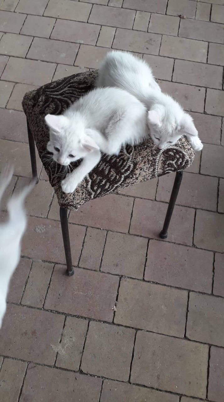 Pisici albe si pufoase