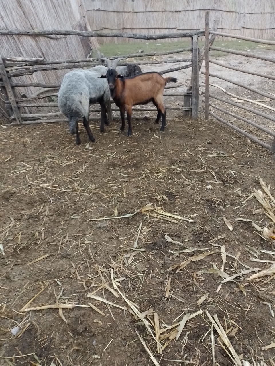 Vind doi berbeci si un tap