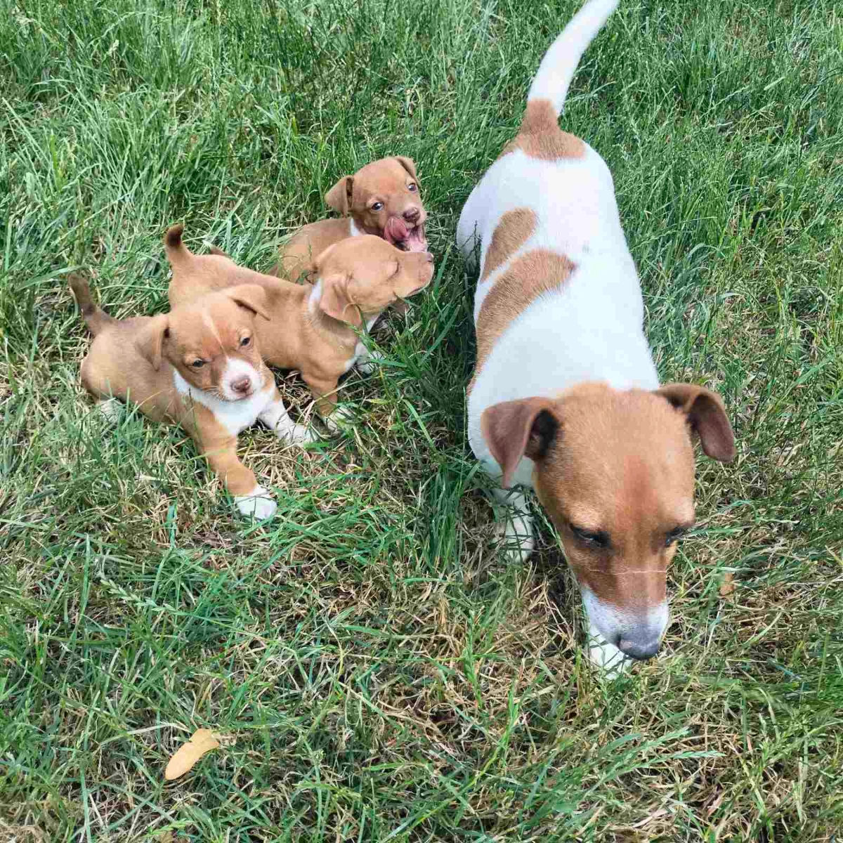 Catelusi de Jack Russell Terrier