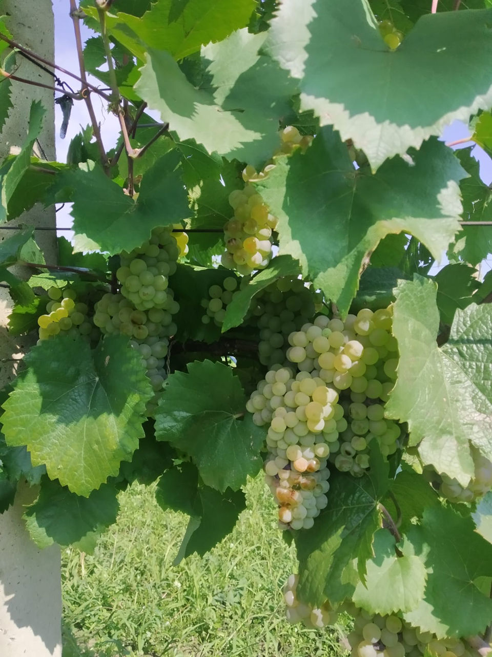 Suc, Must, struguri, poamă, Aligote, Riesling, Alb de Suruceni