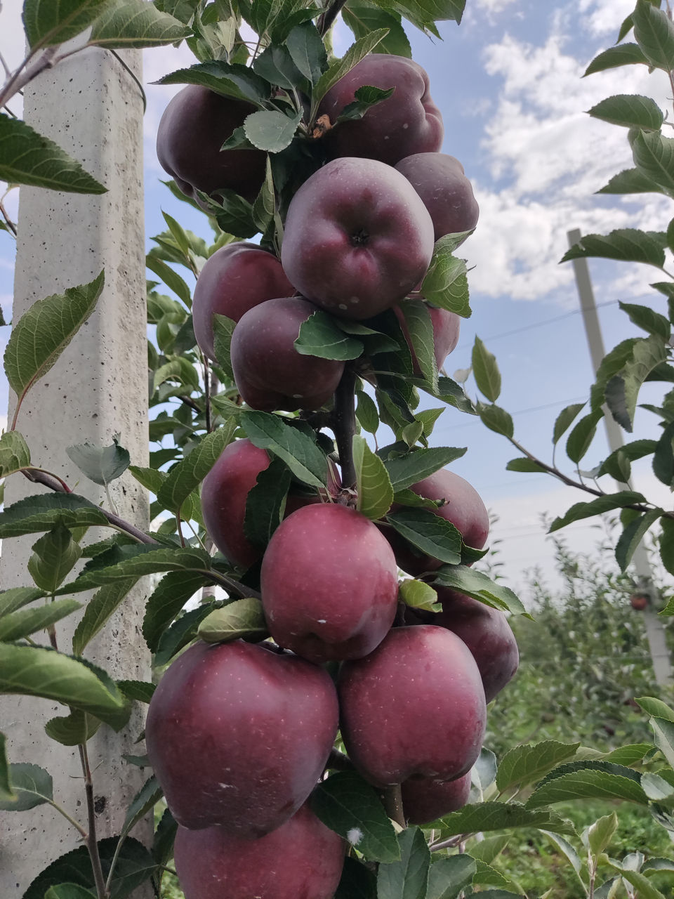 Mere Red Velox/Яблоки Ред Beлокс