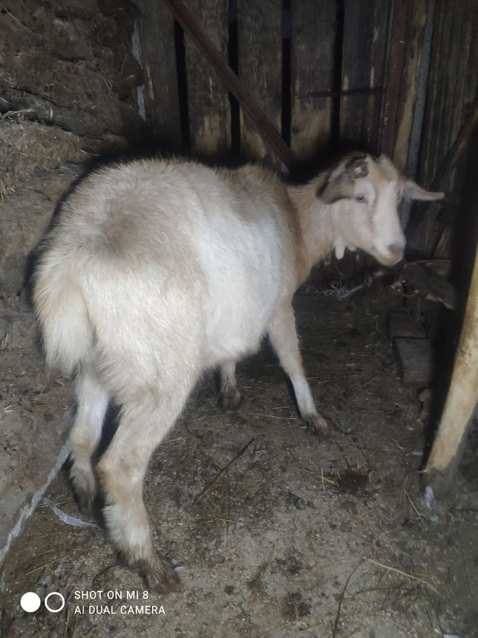 Vînd 2 capre si o edita