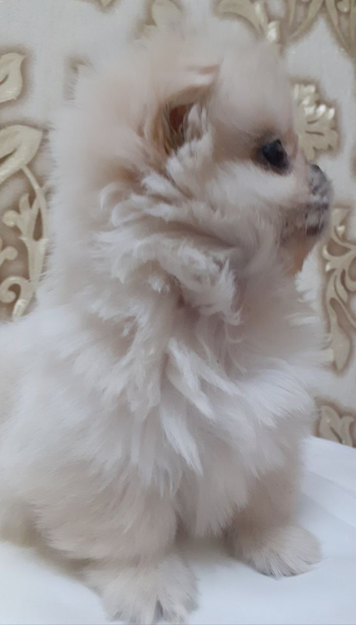 Pikinez Imperial(Băiat).